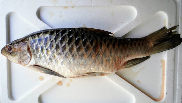 Where to Eat Empurau Most Expensive Unforgettable Fish in Singapore 忘不了 ...