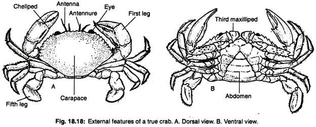 Respiration in Crab & Sepia: August 2016