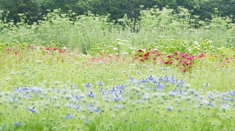 Una de Instagram. Fotografía floral con Emma Davies