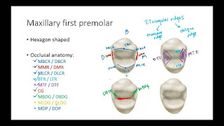 Premolar