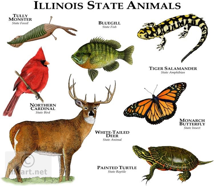United States Animals Enciclop dia Global united-states-animals-enciclop-dia-global