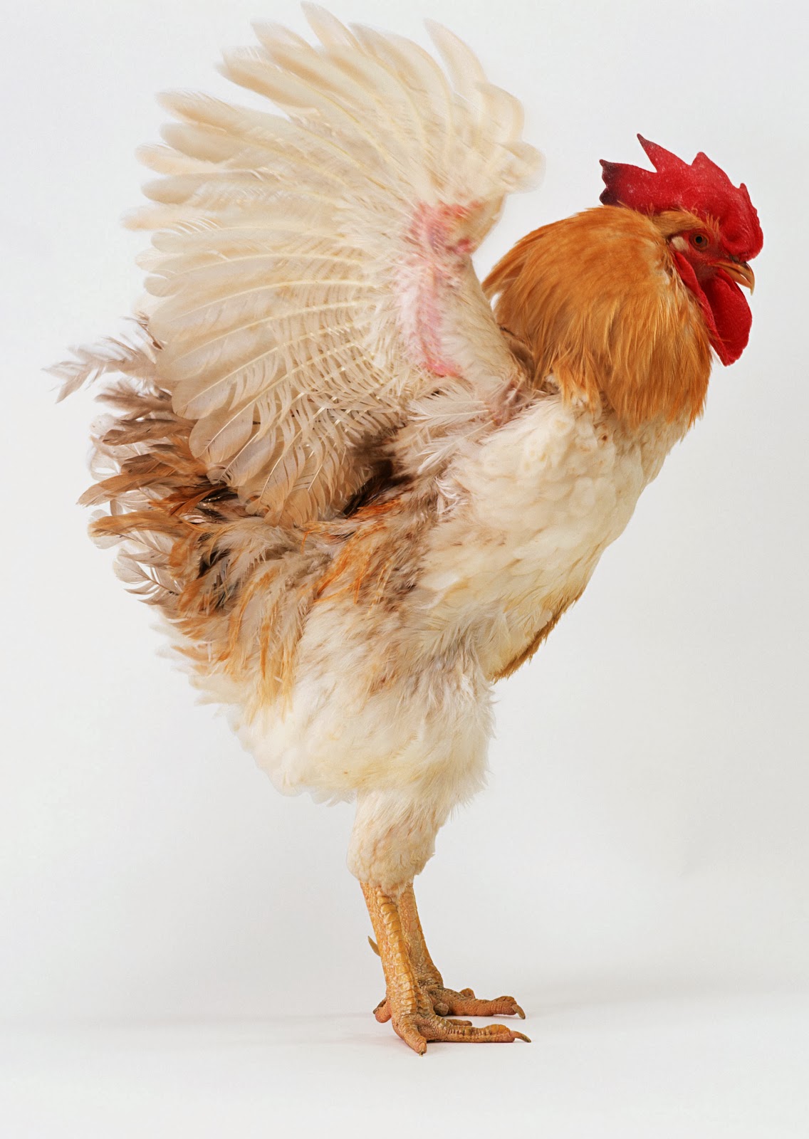 21 Gambar Ayam Stock Photo High Resolution