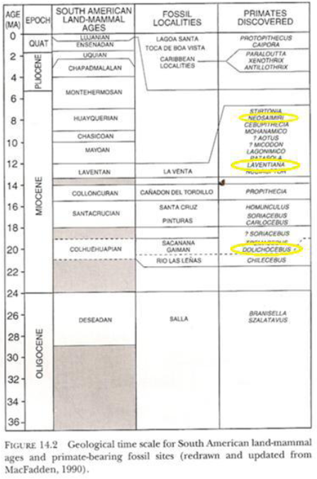 Indómitos Pensamientos: Origen e historia evolutiva del Mono Ardilla ...