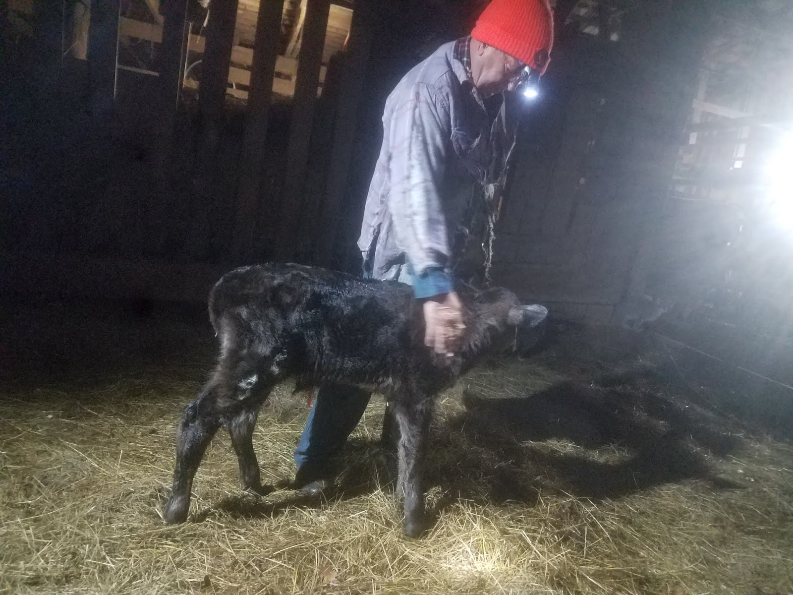 Confessions of a Crazed Cattlewoman: Bucking Baby Bull