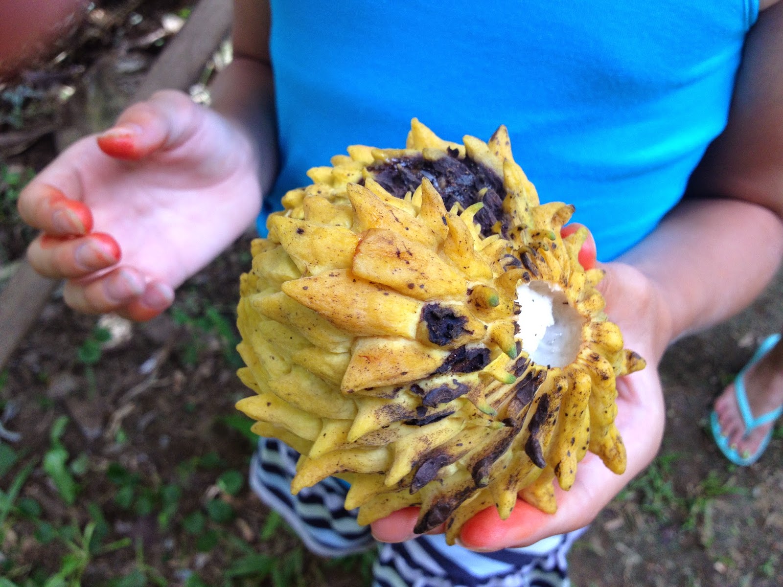 ¡Vamos a Costa Rica! K-2 Edition: Las Frutas de Costa Rica