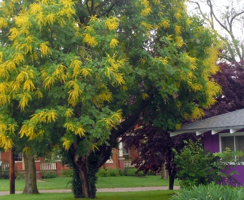 My Old Historic House: A Quest for the Golden Raintree!!!!
