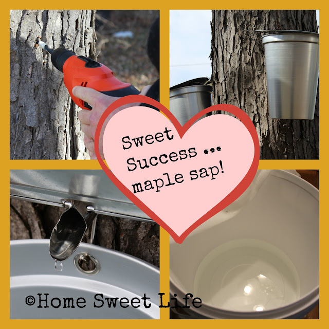Home Sweet Life: Sweet Success... maple sap!