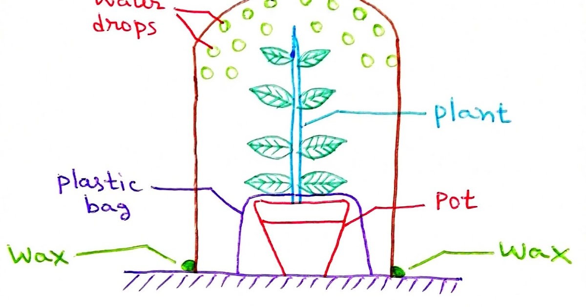 SCIENCE AND AGRICULTURE BOTANY