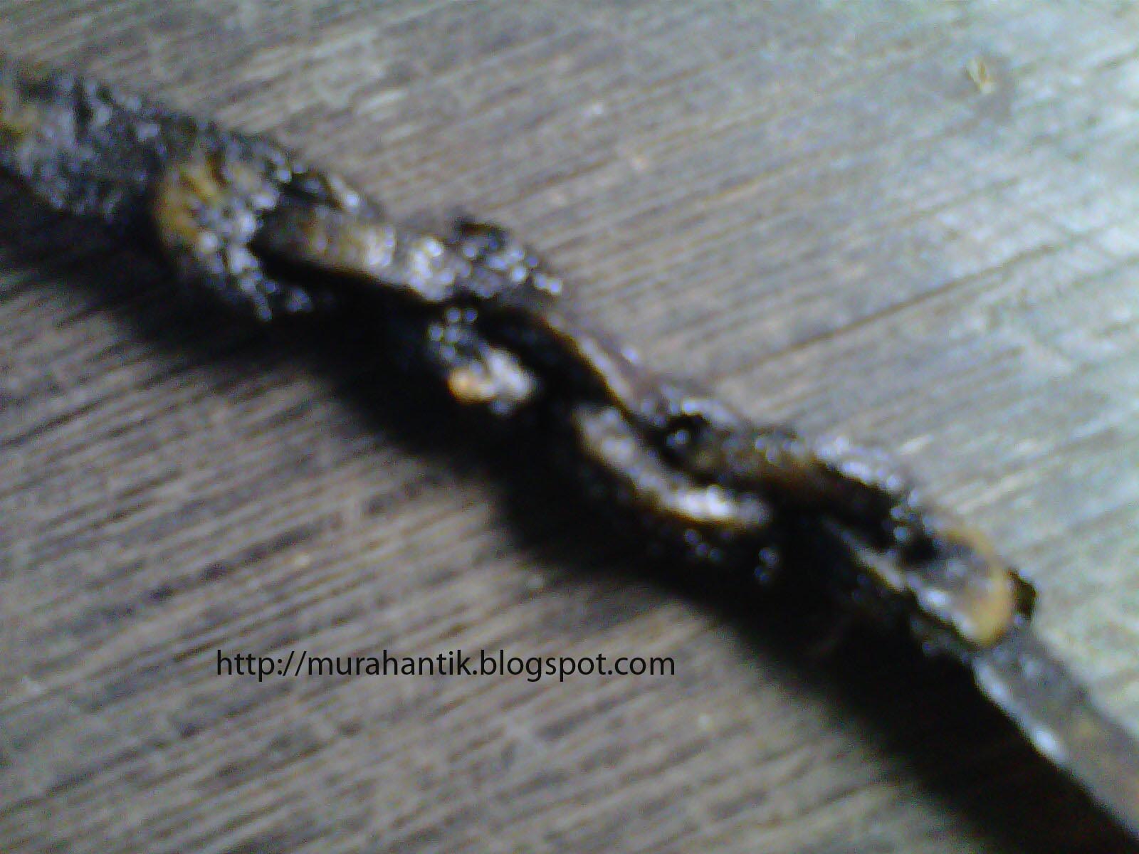 SAMBAN BABI DAN RANTAI BABI