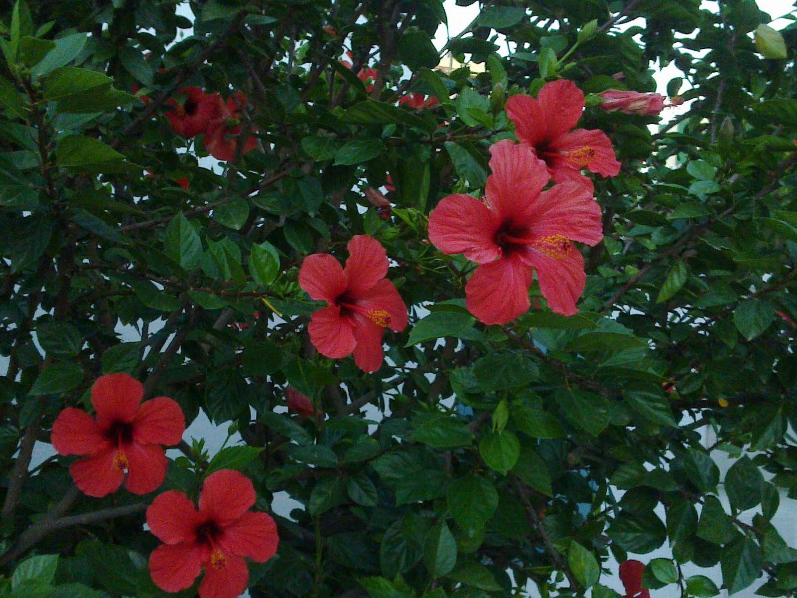 EL BLOG DE ROSARIO Y SUS PLANTAS: PACIFICO