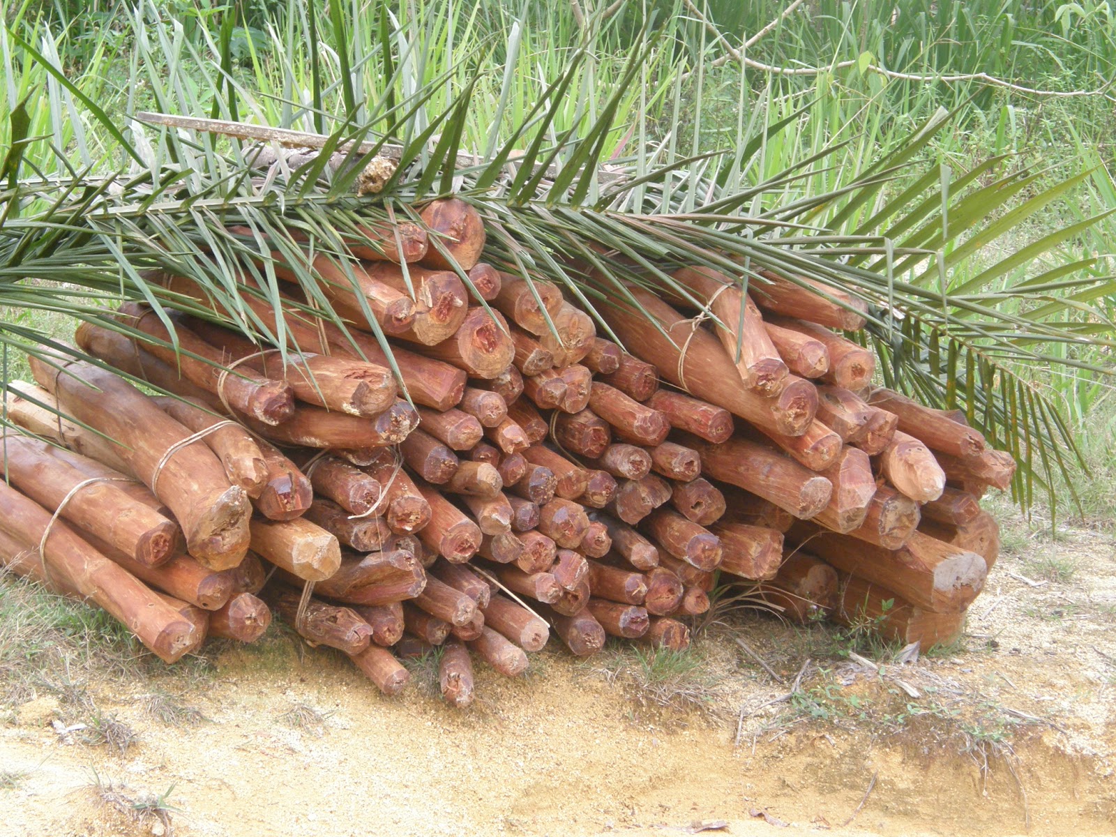 Raja Kayu Malaysia 马来西亚血龙木王: Kayu Raja (king of all woods)