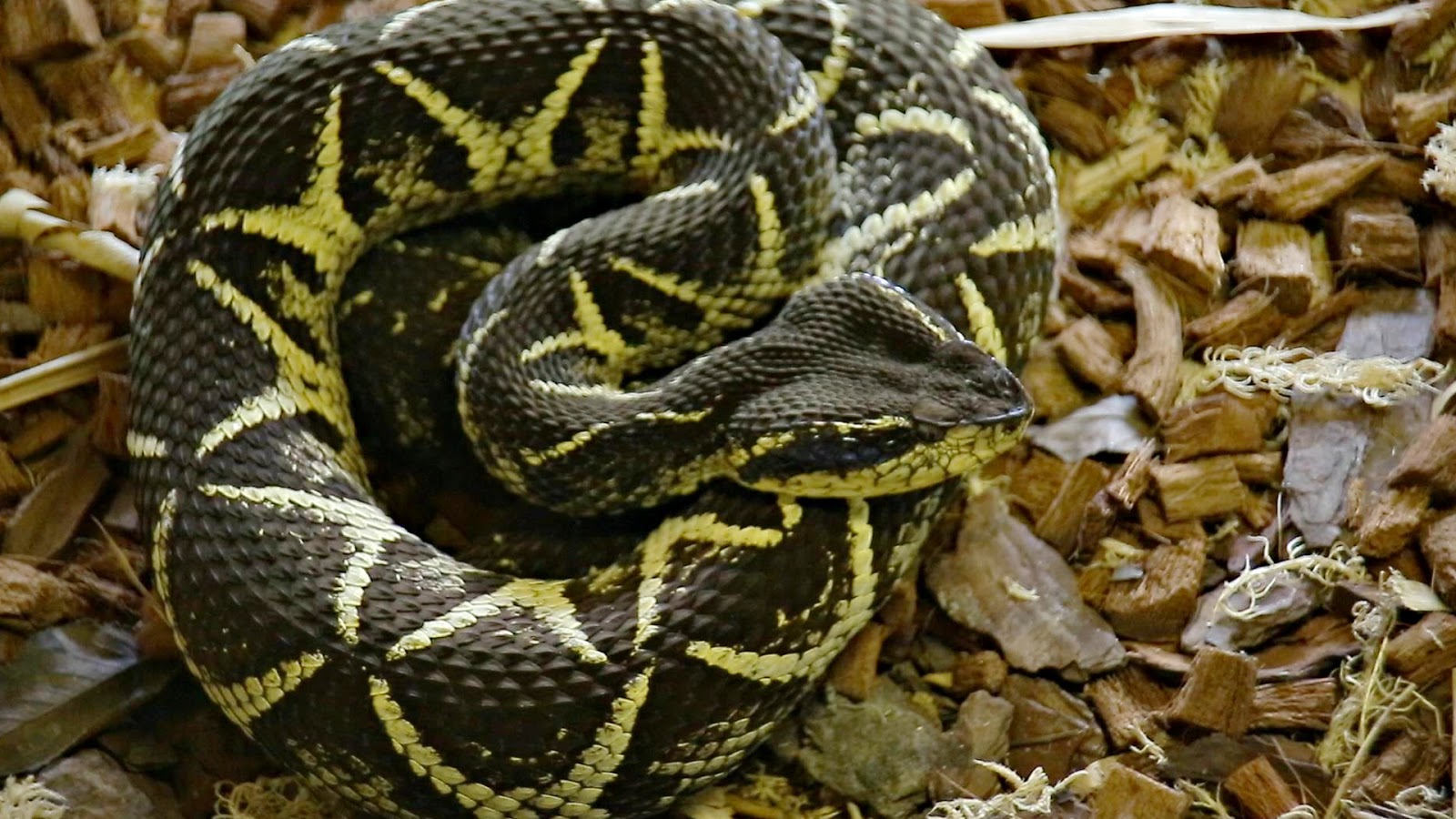 ESTILO SELVAGEM: 2020