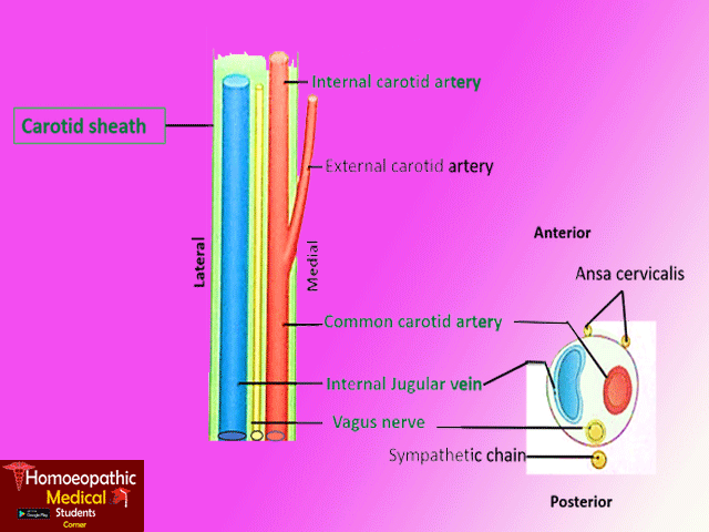 TOPIC- DEEP CERVICAL FASCIA