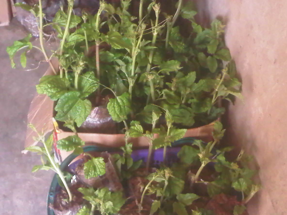 The Amazing Health Benefits of Ugu leaf (Telfairia occidentalis)