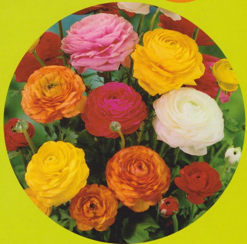 Dans mon jardin: Renoncules