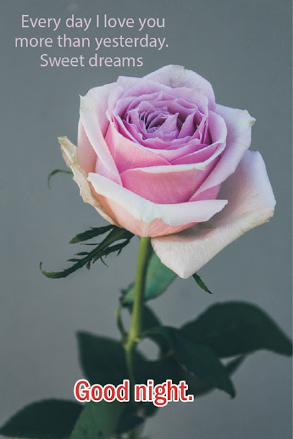 Good Night Messages, Wishes and Quotes – Good night Wishes SMS