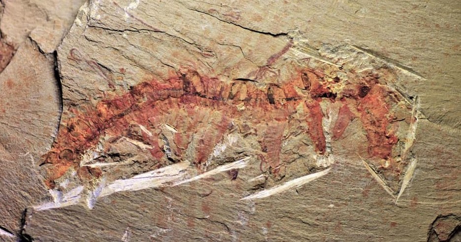 FOSSIL HUNTRESS: CHENGJIANG LOBOPODIAN