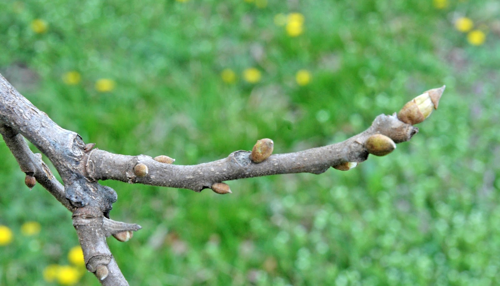 Northern Pecans: Warm night temperatures advance pecan bud break