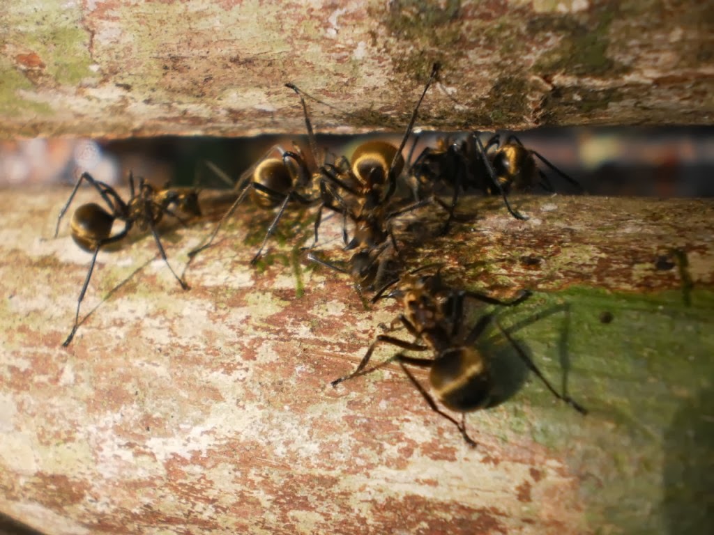 Wild Adventure - Central Borneo island: marabunta or borneo fire ants ...