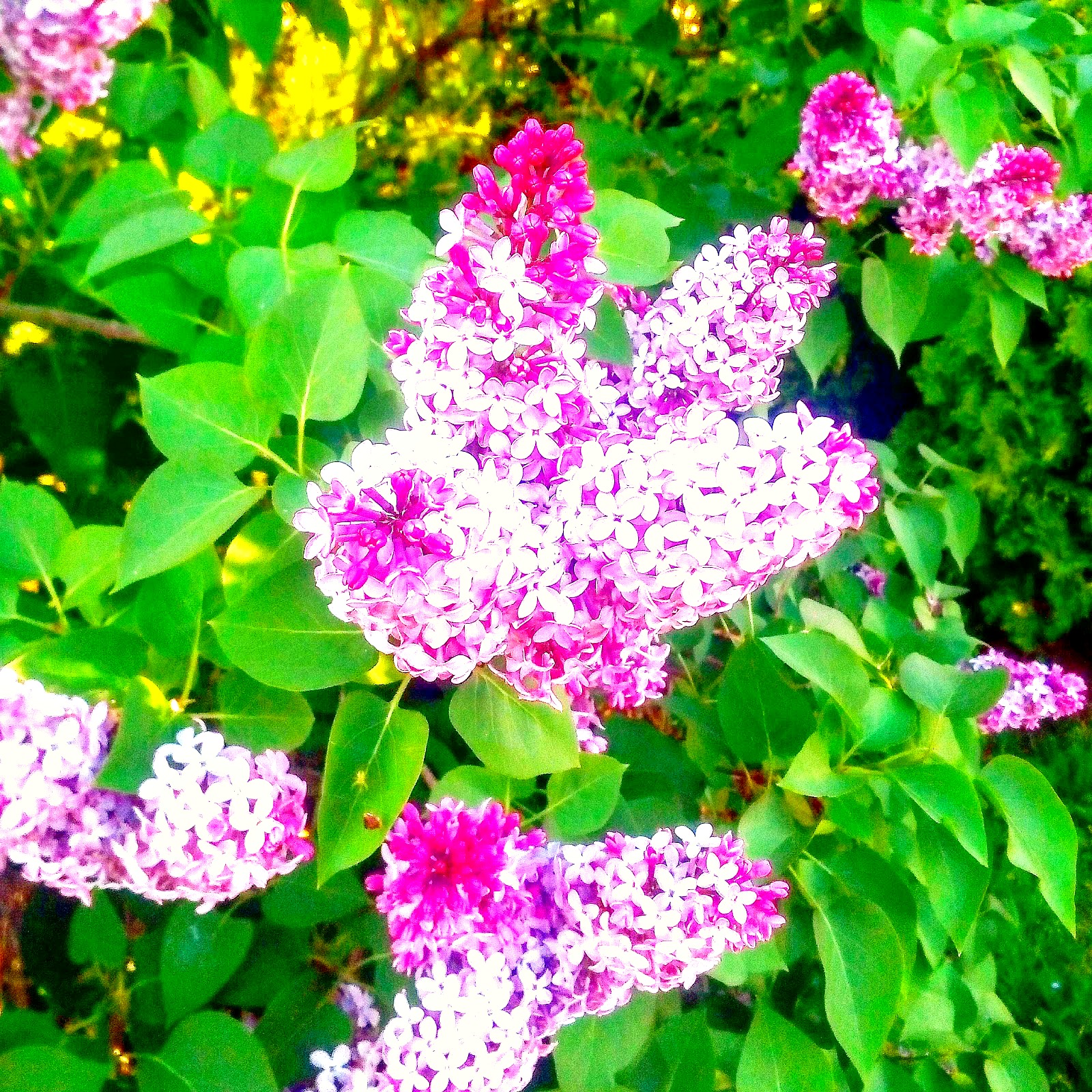 Spring In The Countryside | Sweet Passions