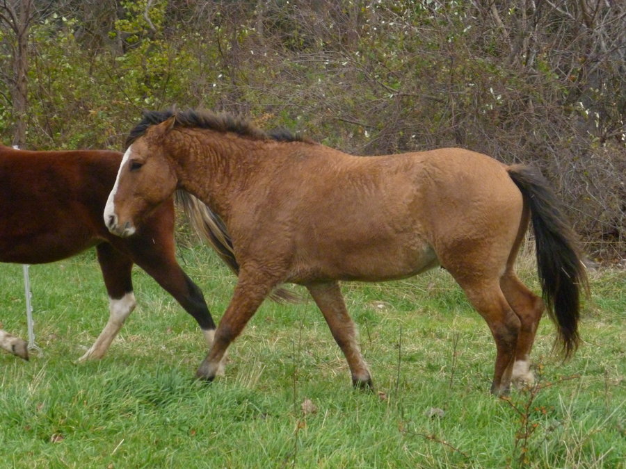Curly Horse | The Life of Animals
