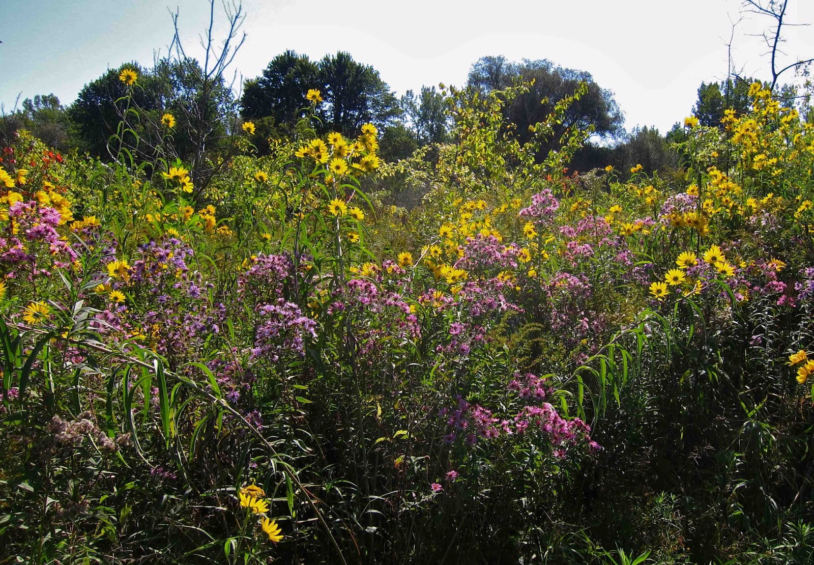 Saratoga woods and waterways: Sic Transit Gloria Flora!
