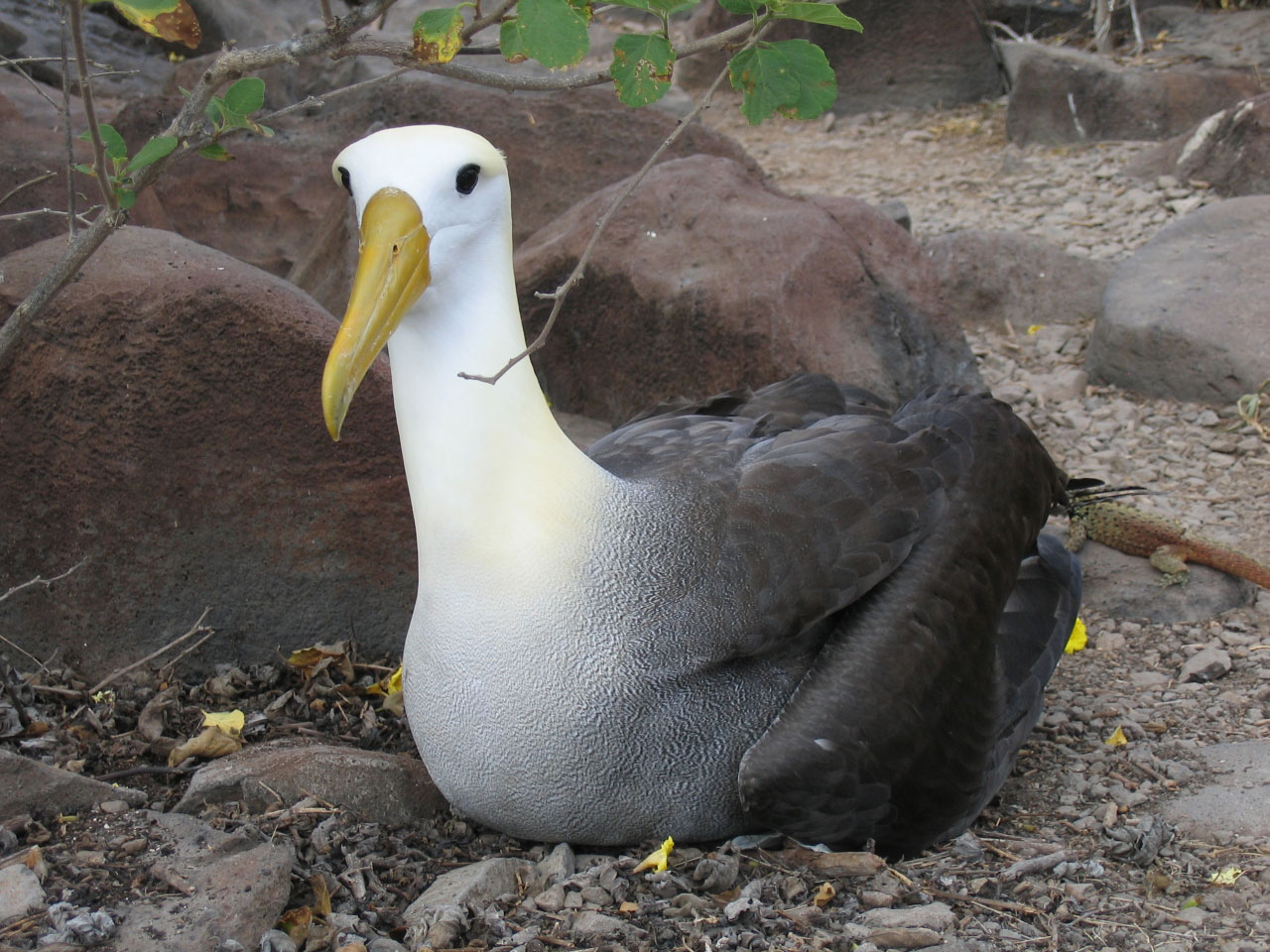 Pictures of albatrosses