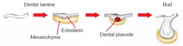 Hen's Teeth: Hen's teeth