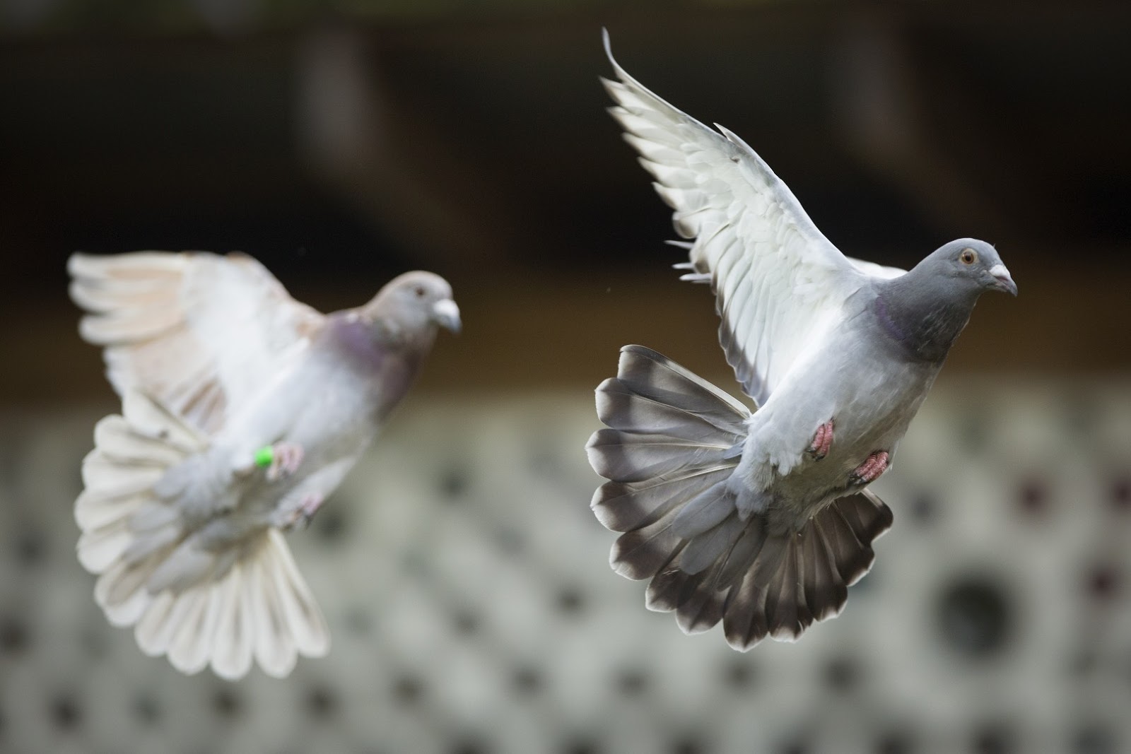 PERÚ PALOMAS MENSAJERAS