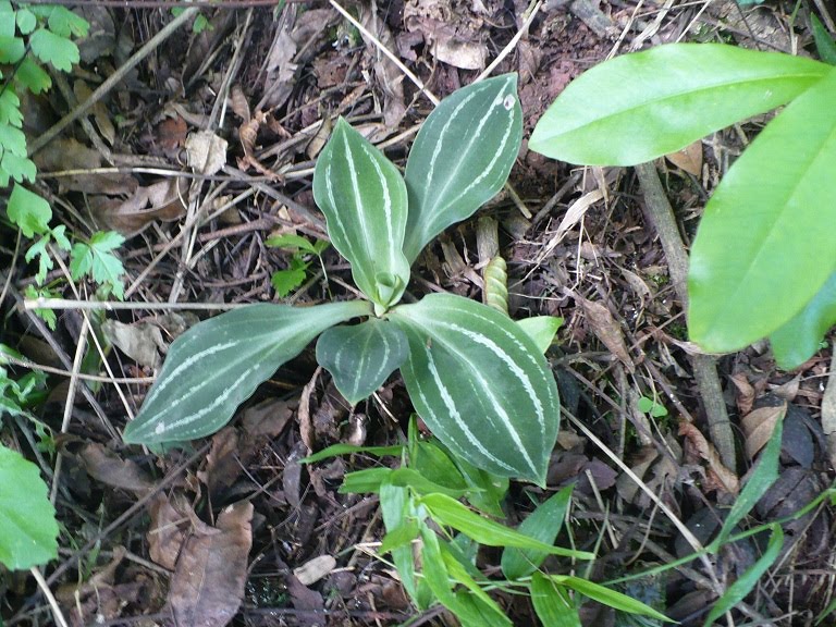 ORQUÍDEAS DE SALTA - ARGENTINA: Cyclopogon elegans Hoehne