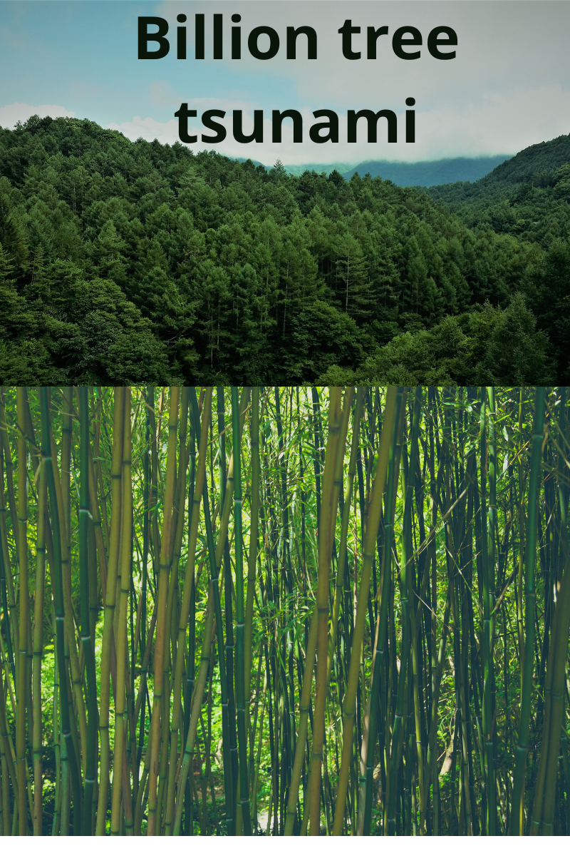 Billion tree tsunami-10 billion tree plantation in Pakistan