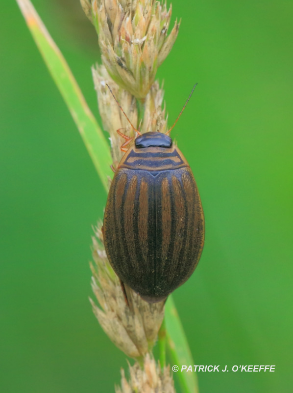Raw Birds: LESSER DIVING BEETLE (Acilius sulcatus) [female] Lullymore ...