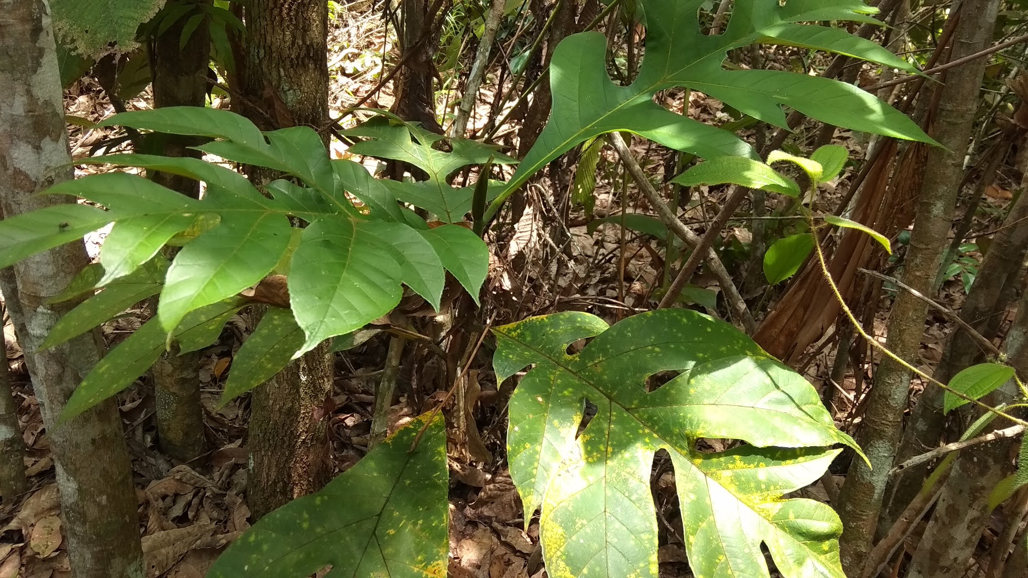 Mengenal Pohon Terap (Artocarpus Elasticus)