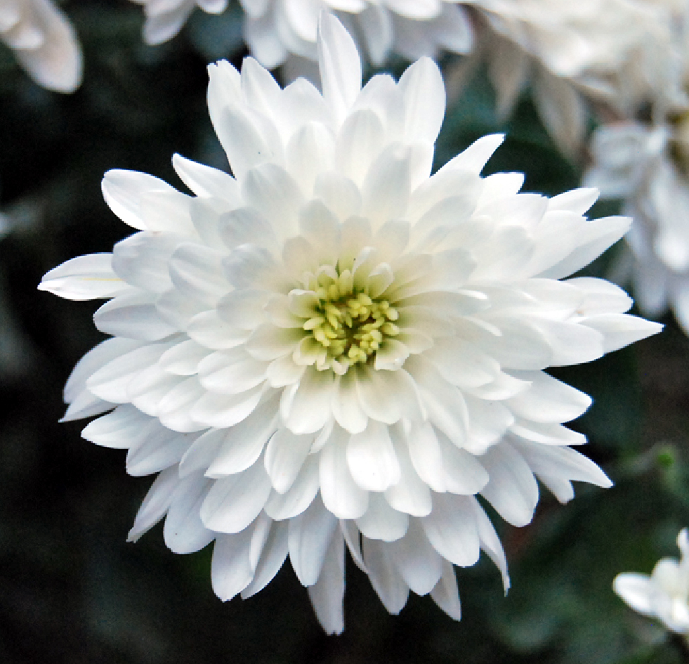 Fotos de flores: CRISANTEMOS DE VARIOS TIPOS Y COLORES