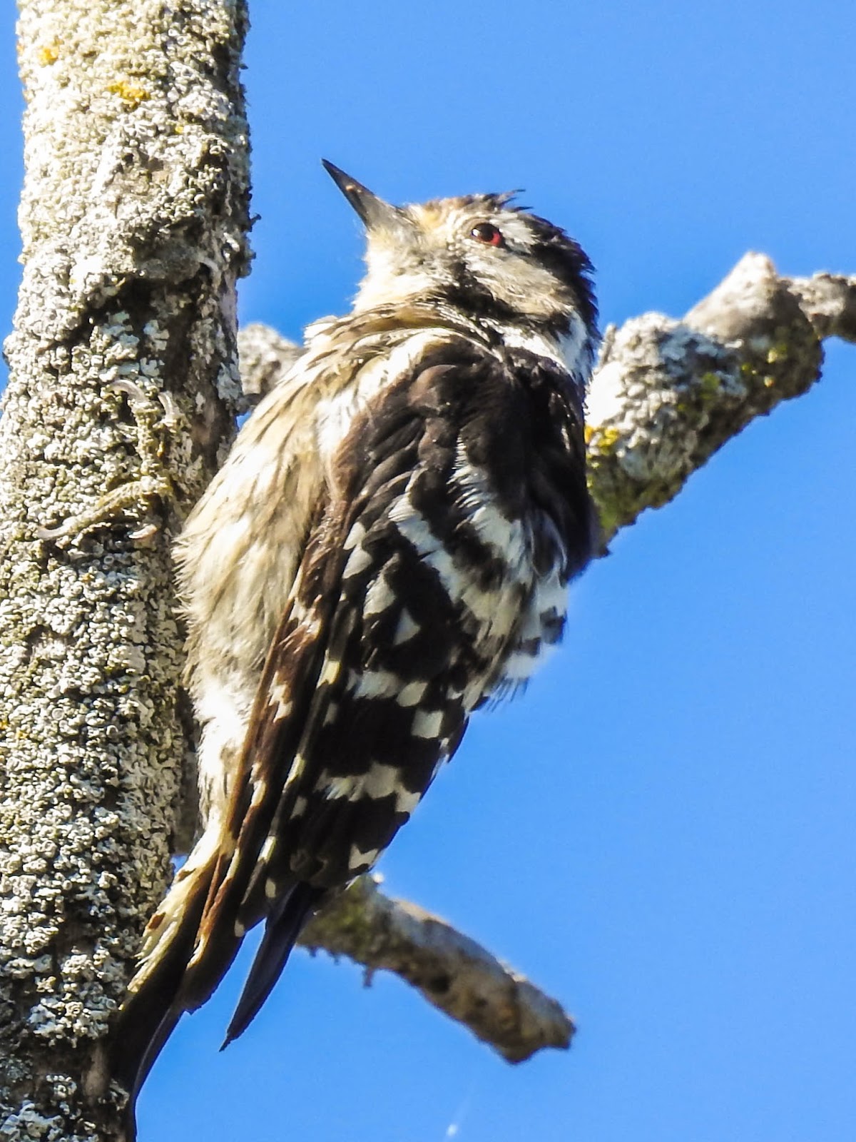 AVES DEL CIELO - BIRDS OF HEAVEN: Pico menor (Dendrocopos minor)-Peto ...