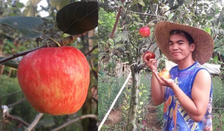 First Apple Tree To Grow In The Philippines Is Now A Social Media's ...