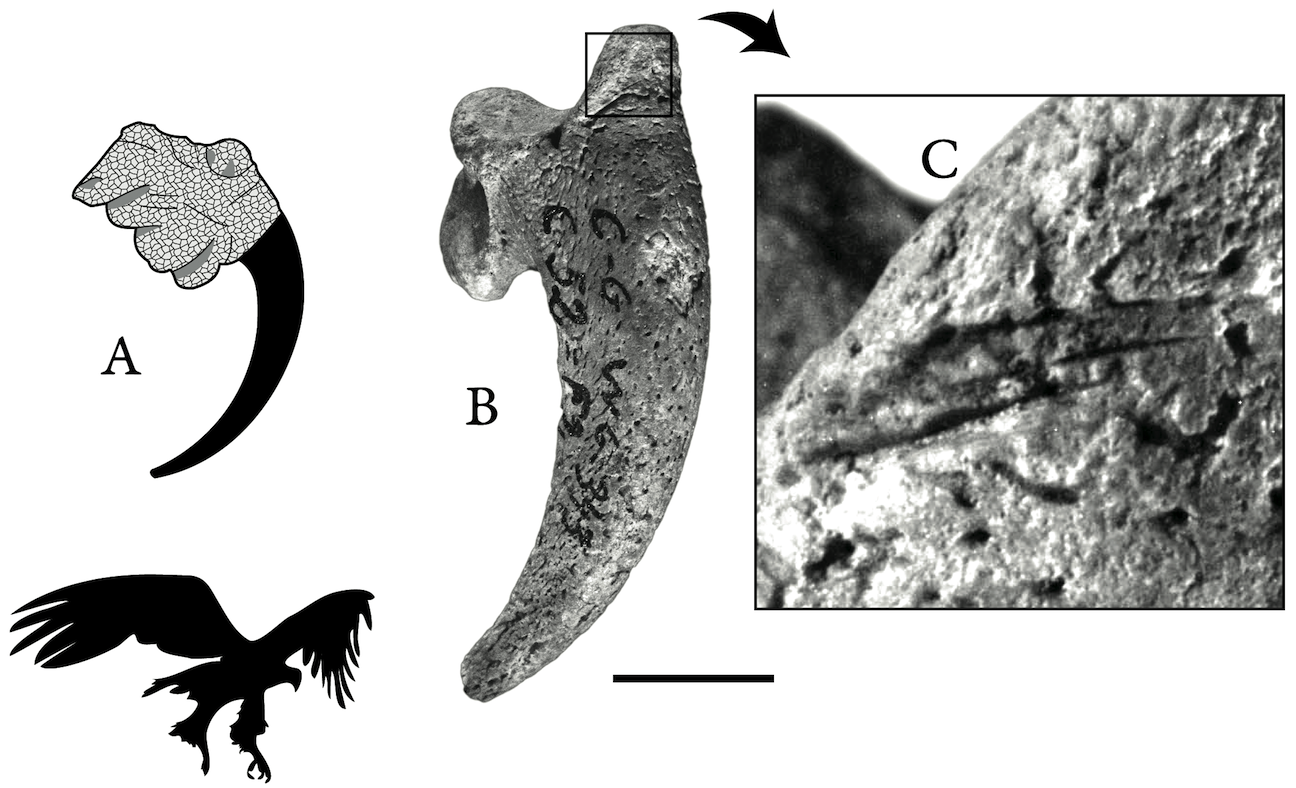 The Subversive Archaeologist: Mirthful Monday: Combe Grenal Eagle Talon ...