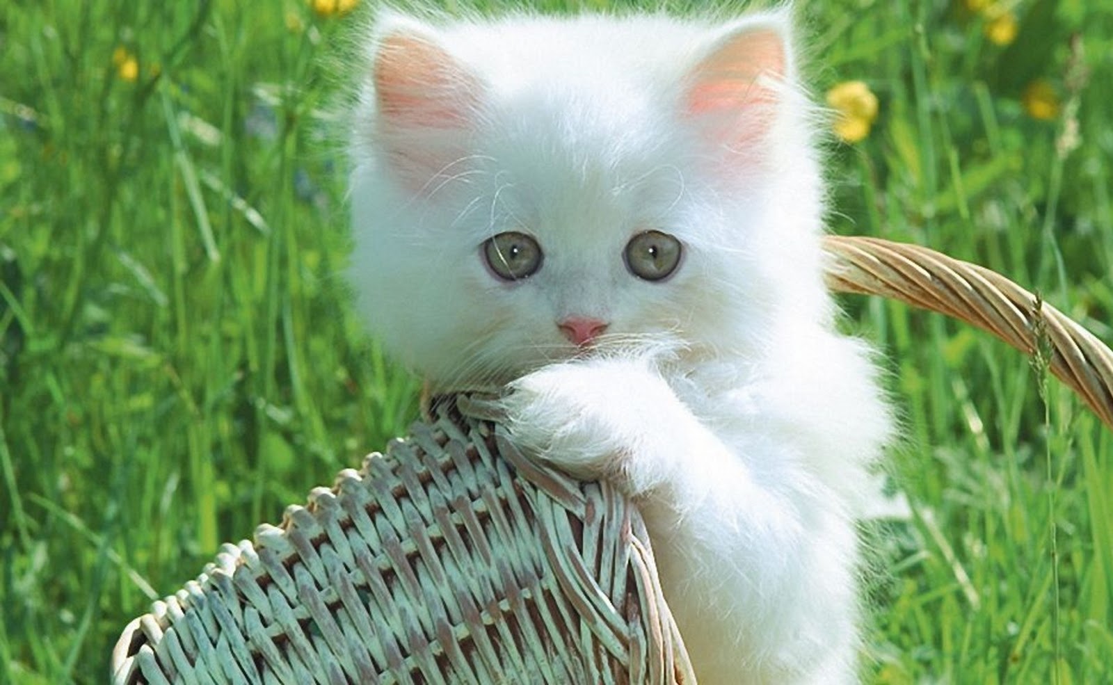 El blog de los gatitos: Gatito diario