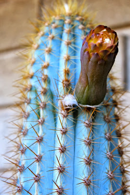 Florez Nursery: The Blue Cactus, Piloscereus