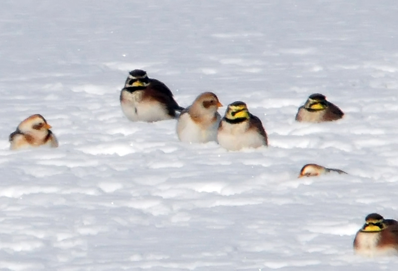 Birding Is Fun!: Birds in Winter