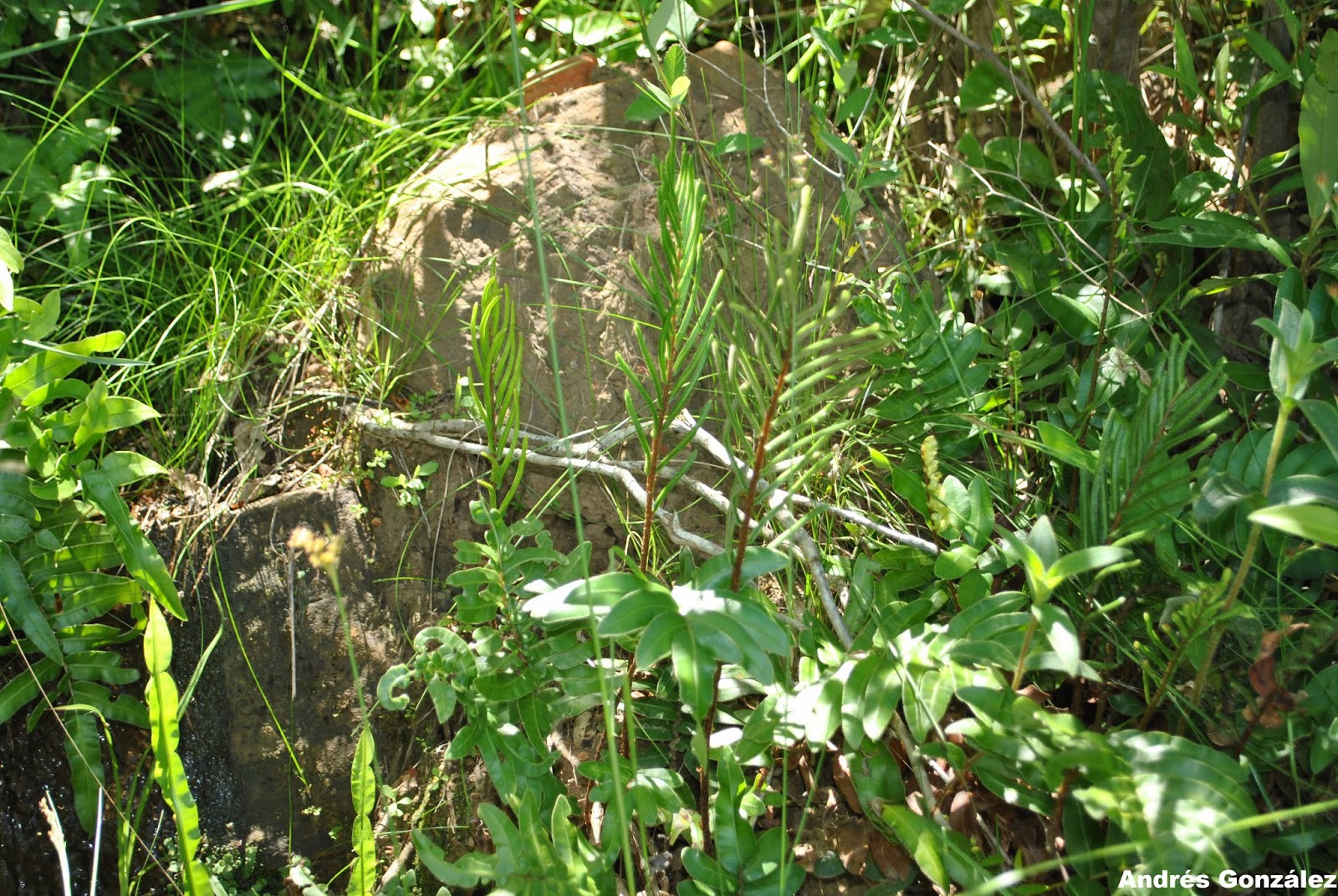 FOTOS DE FLORA NATIVA Y ADVENTICIAS DE URUGUAY : Parablechnum cordatum ...