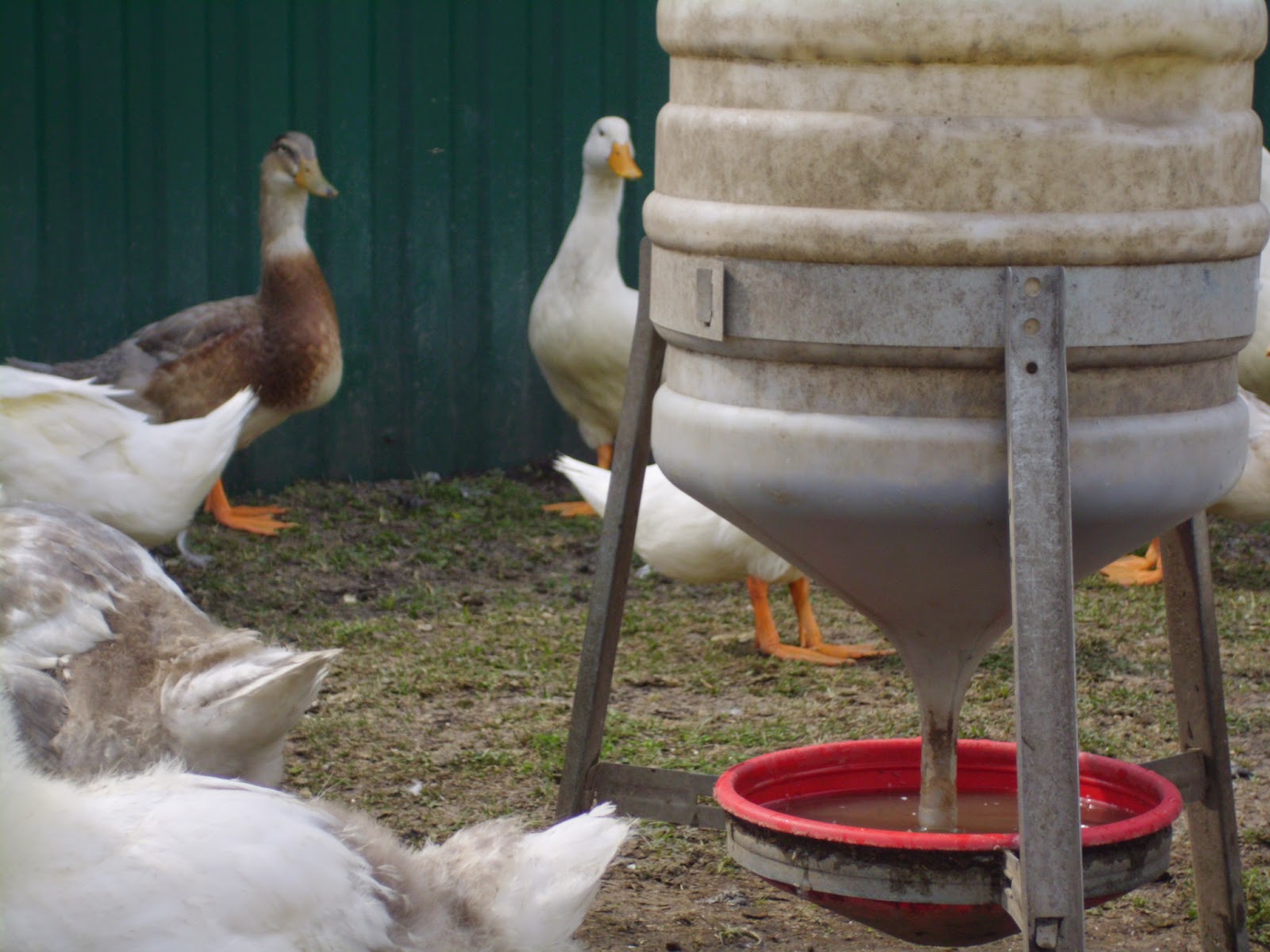 FERMA DE RATE SI GASTE: Rate