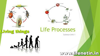 Life Processes - Types Of Life Processes in Plants and Animals