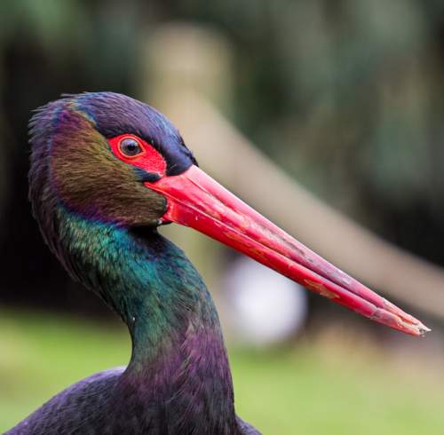 Black stork images | Birds of India | Bird World