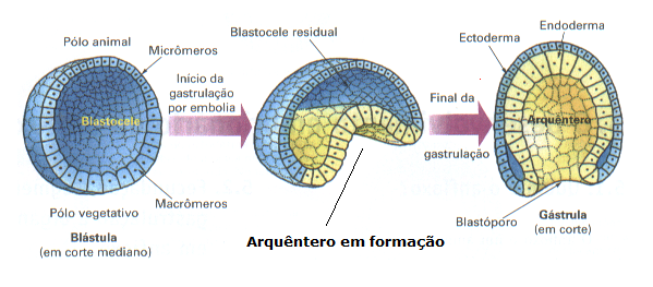 BIOLOGIA PARA A VIDA : agosto 2020