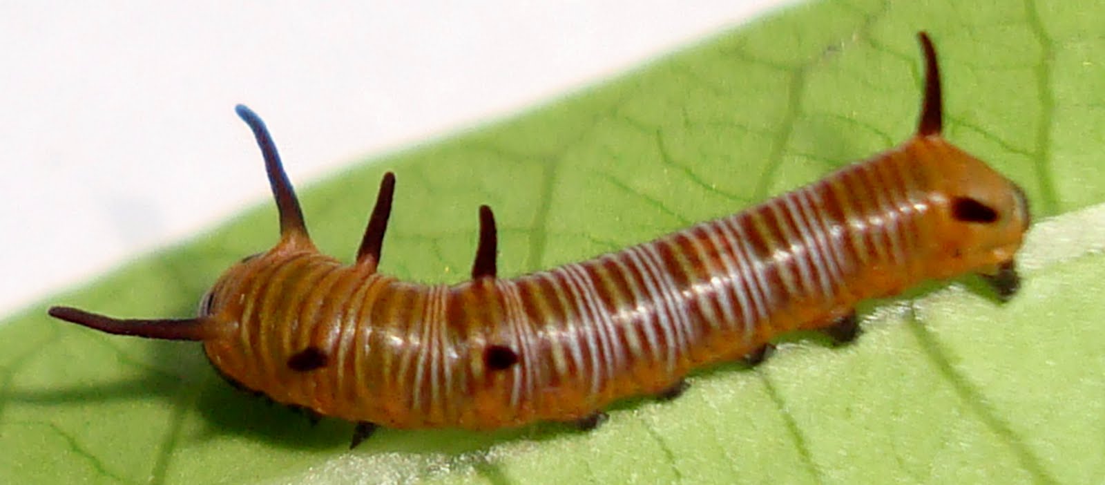 Insects of Kerala: COMMON INDIAN CROW BUTTERFLY- Euploea core