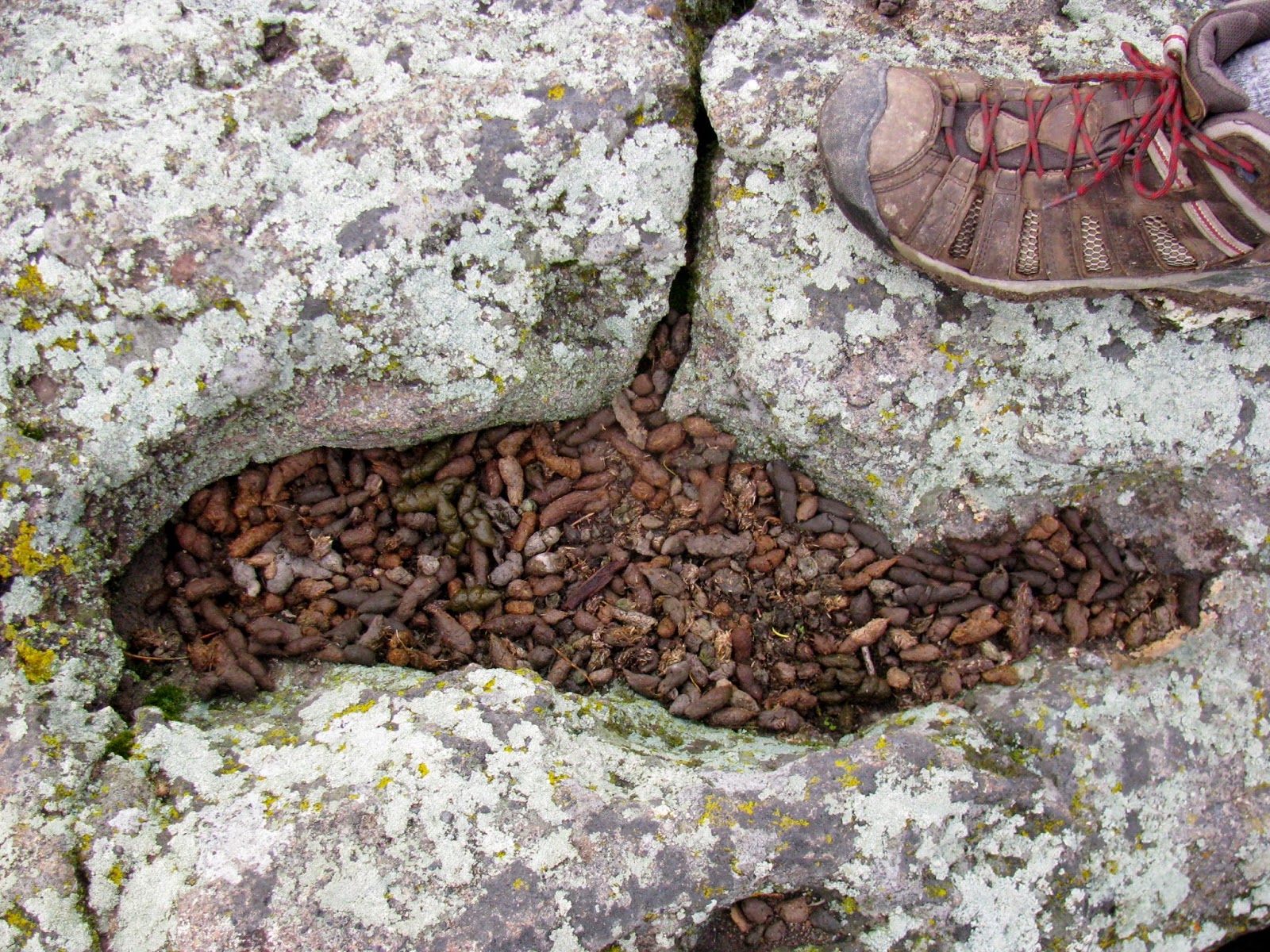 A Marmot Latrine