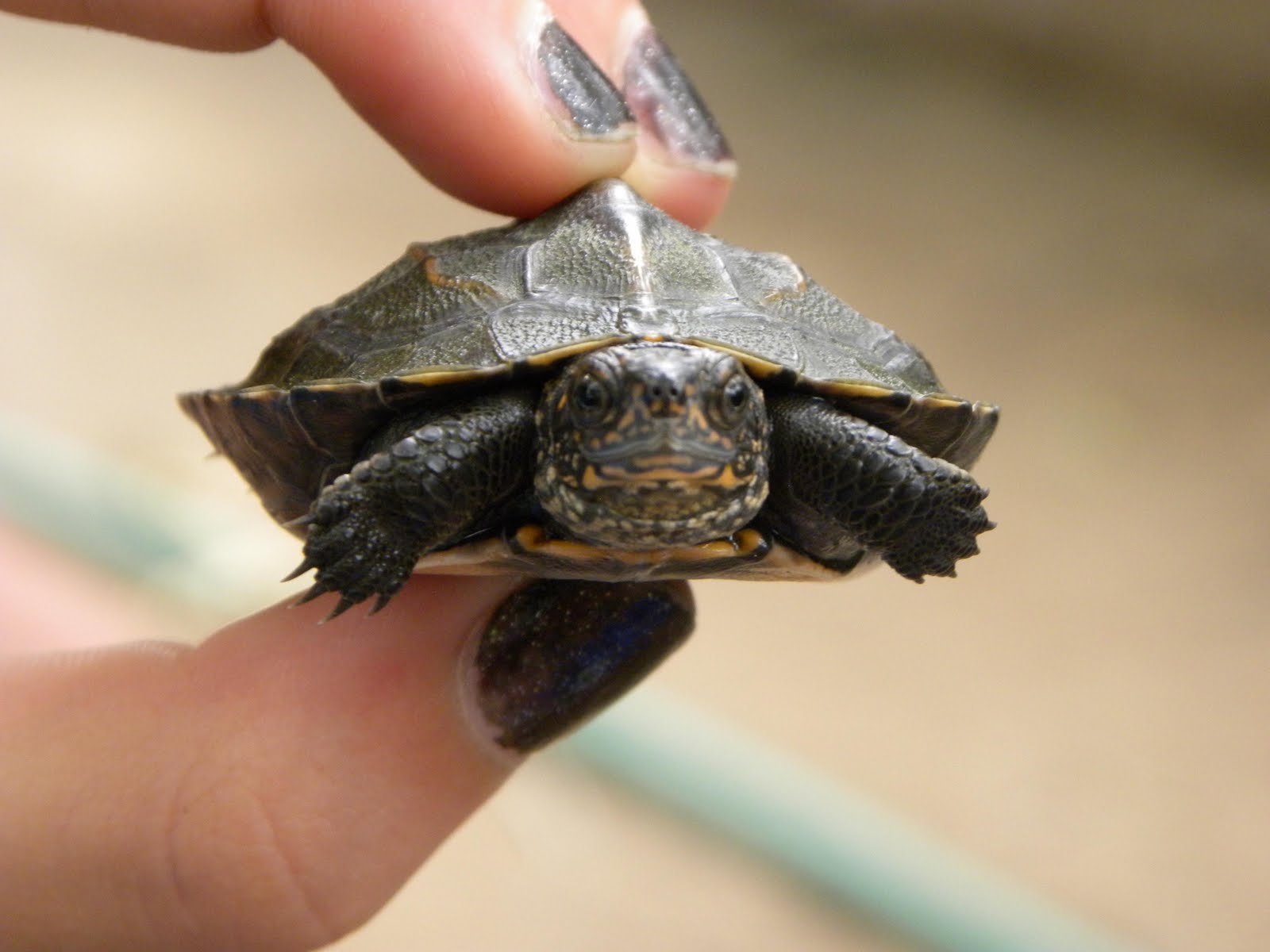 The Gerry Martin Project