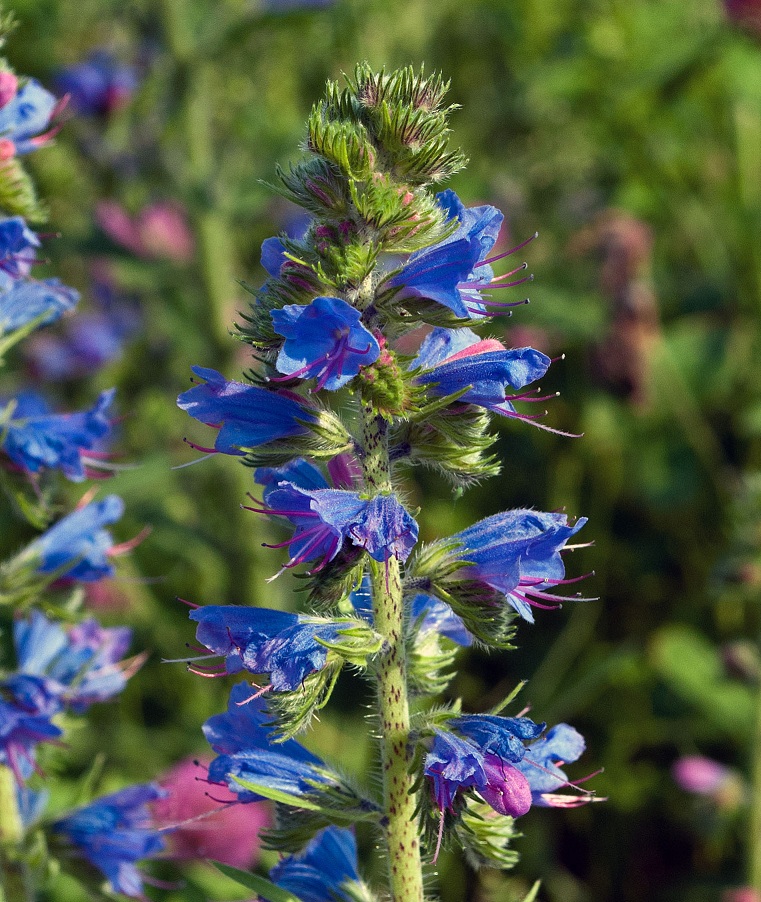 Me, Boomer and The Vermilon River: A Hike to the Long Lake Wetlands. A ...