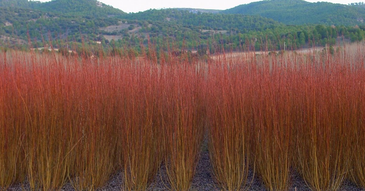 AUTODIDACTA: El término medio…